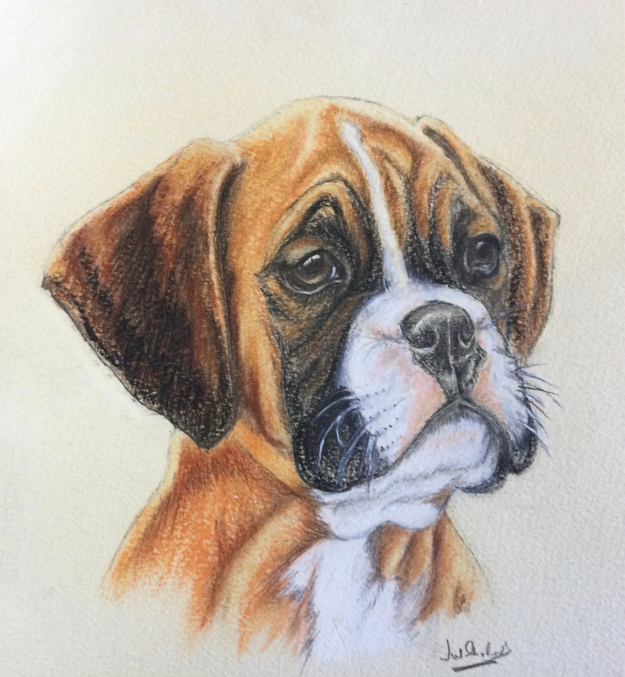 Brindle Boxer by Artist Joseph Chadwick – GooseGreenGallery
